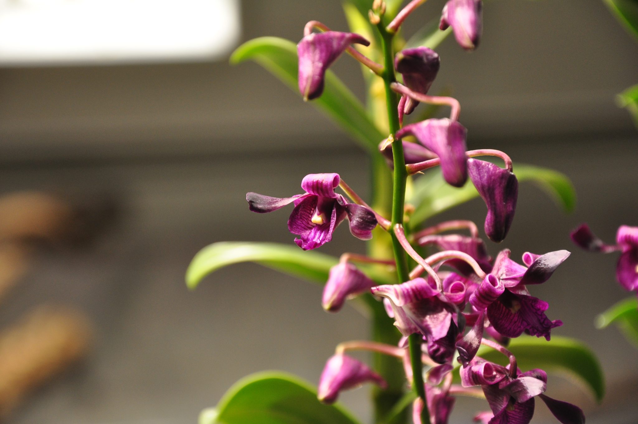 天皇皇后両陛下のお名前がついたランを展示中 | 兵庫県立淡路夢舞台公苑温室